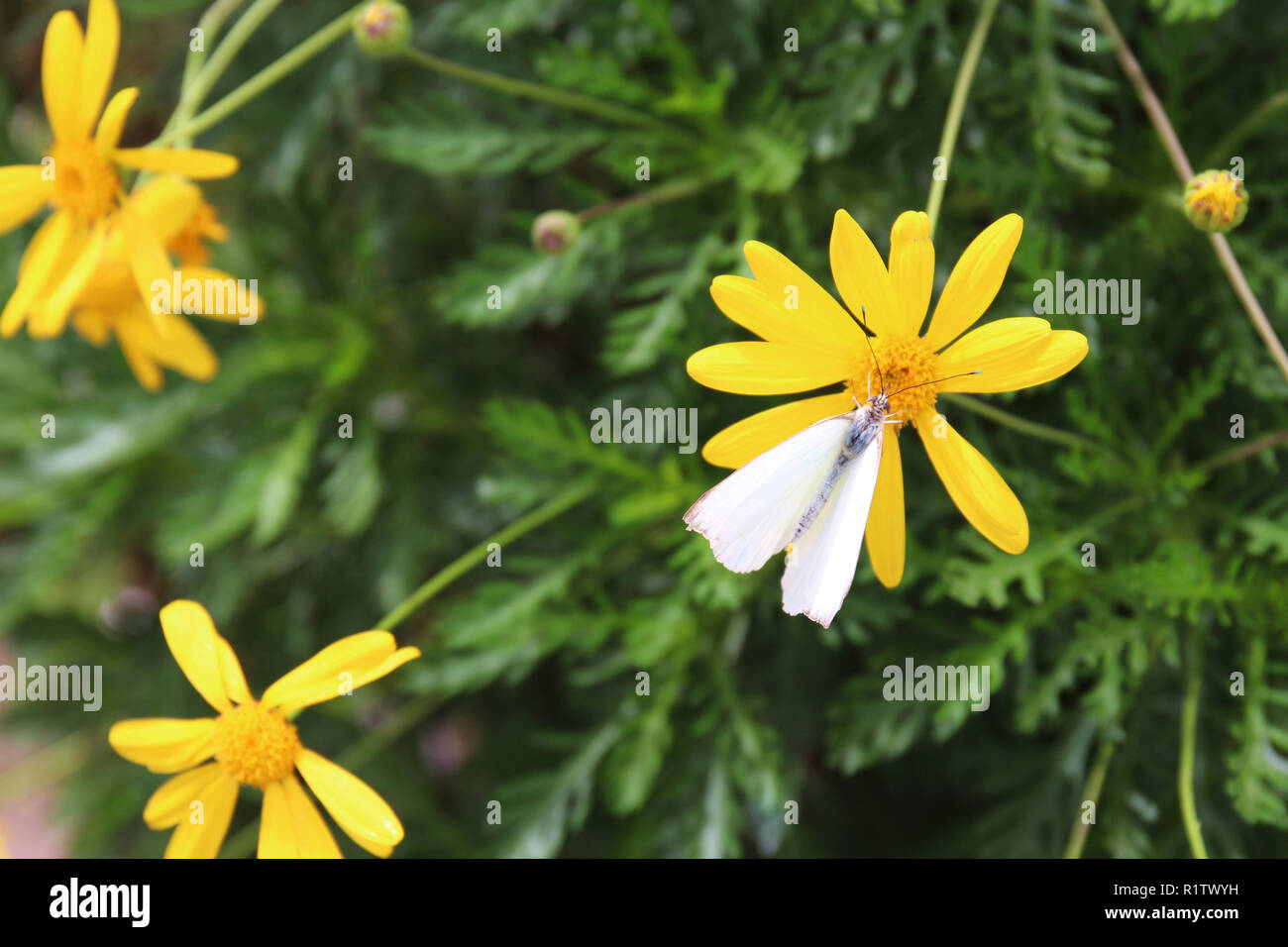 Grey eared euryops hi-res stock photography and images - Alamy