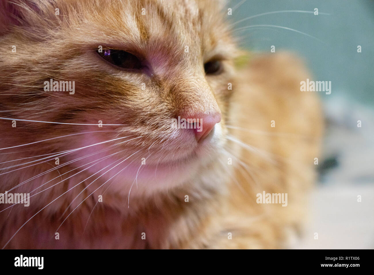 Pets catnose hi-res stock photography and images - Alamy