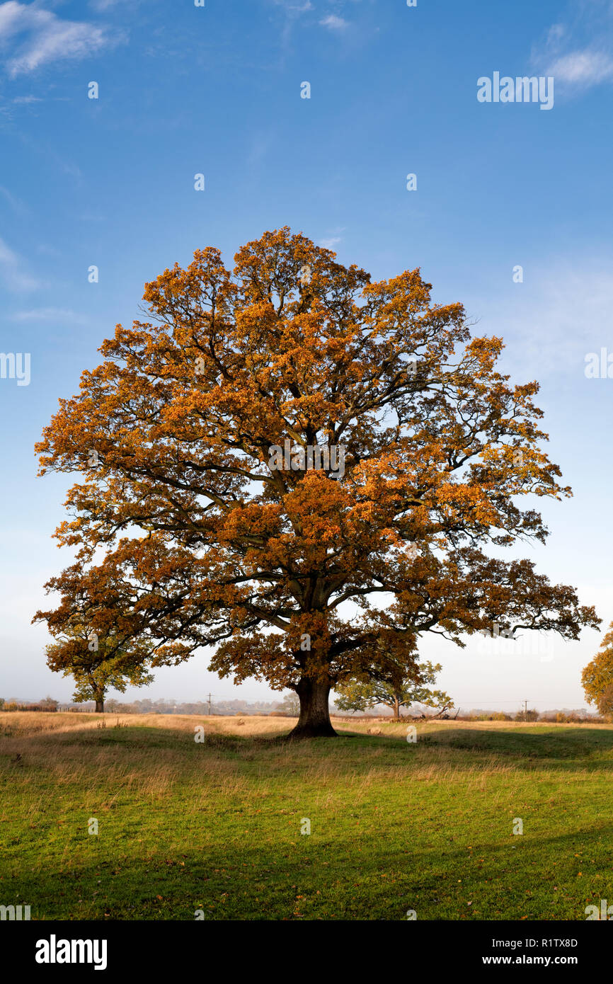 Leaves with different autumn colours hi-res stock photography and ...
