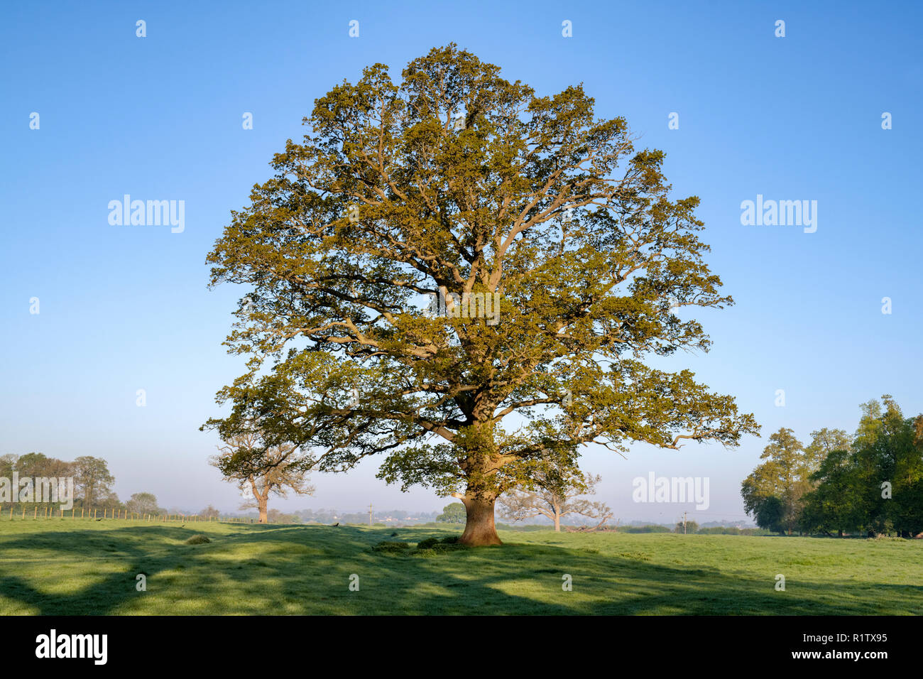 English oak in spring sunshine hi-res stock photography and images - Alamy