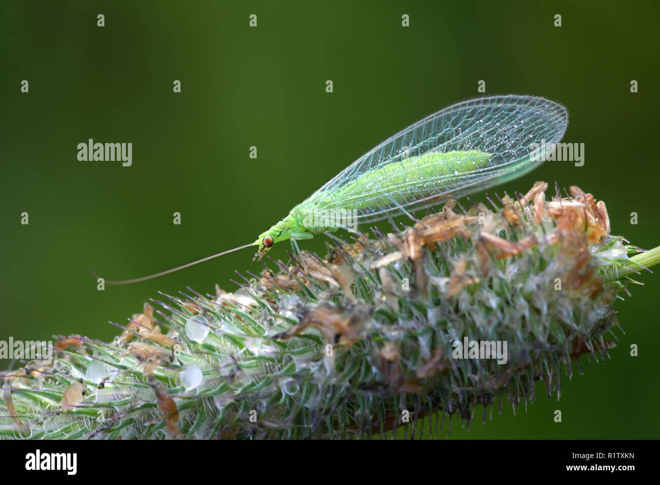 Common green lacewing, Chrysoperla carnea, beneficial predator of ...