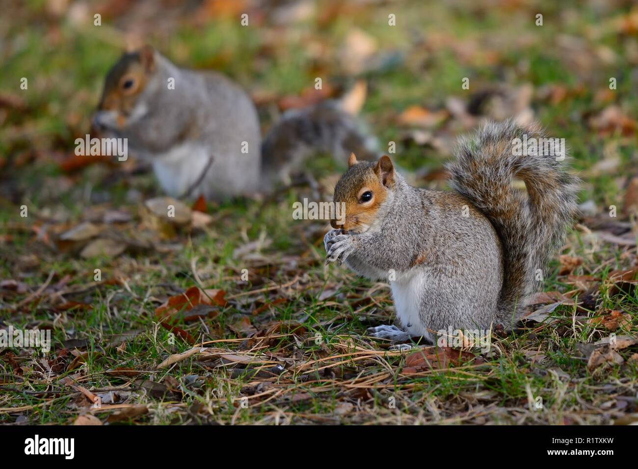 Cute Squirrels Stock Photos & Cute Squirrels Stock Images - Alamy