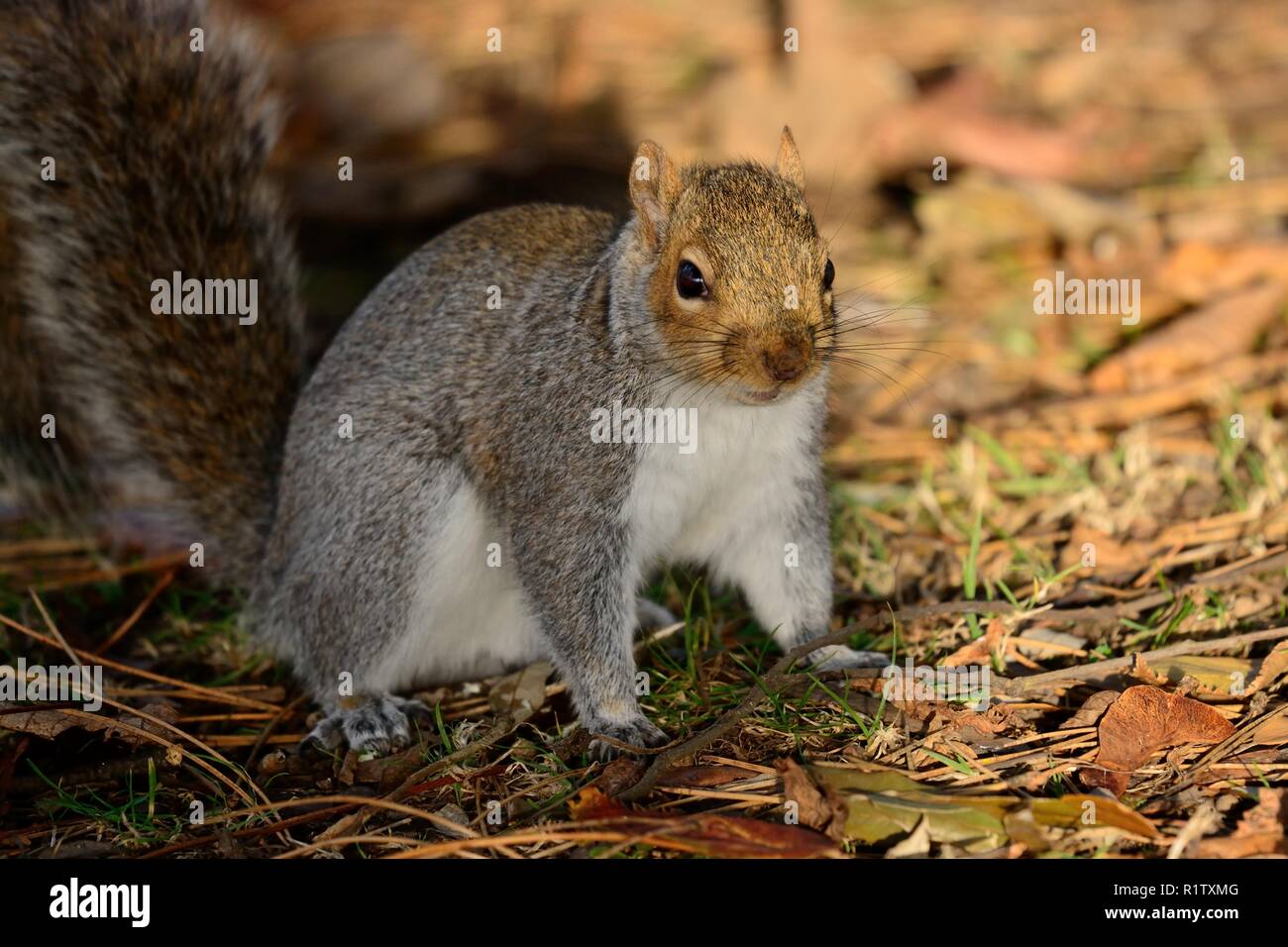 Portrait of a grey squirrel sitting on the ground Stock Photo - Alamy