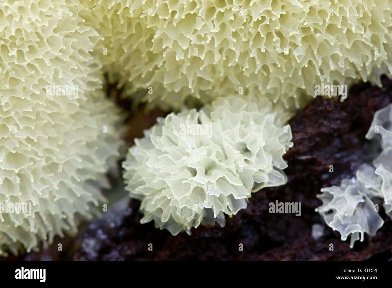 Ceratiomyxa fructiculos hi-res stock photography and images - Alamy