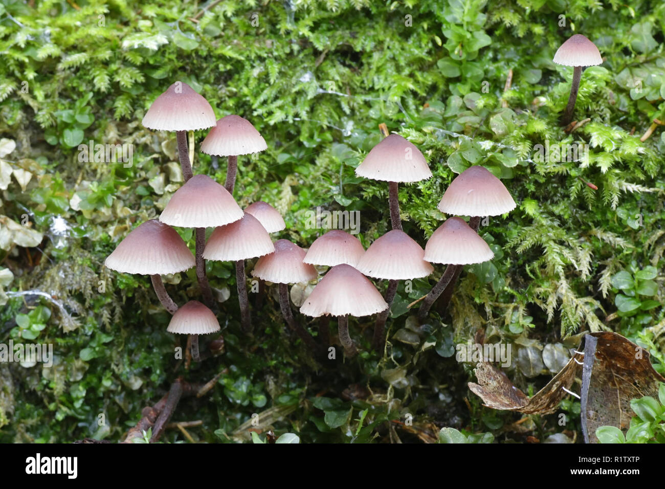 Mycena haematopus, commonly known as the bleeding fairy helmet, the ...