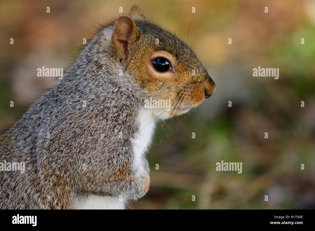 Close up portrait of a grey squirrel standing up Stock Photo - Alamy