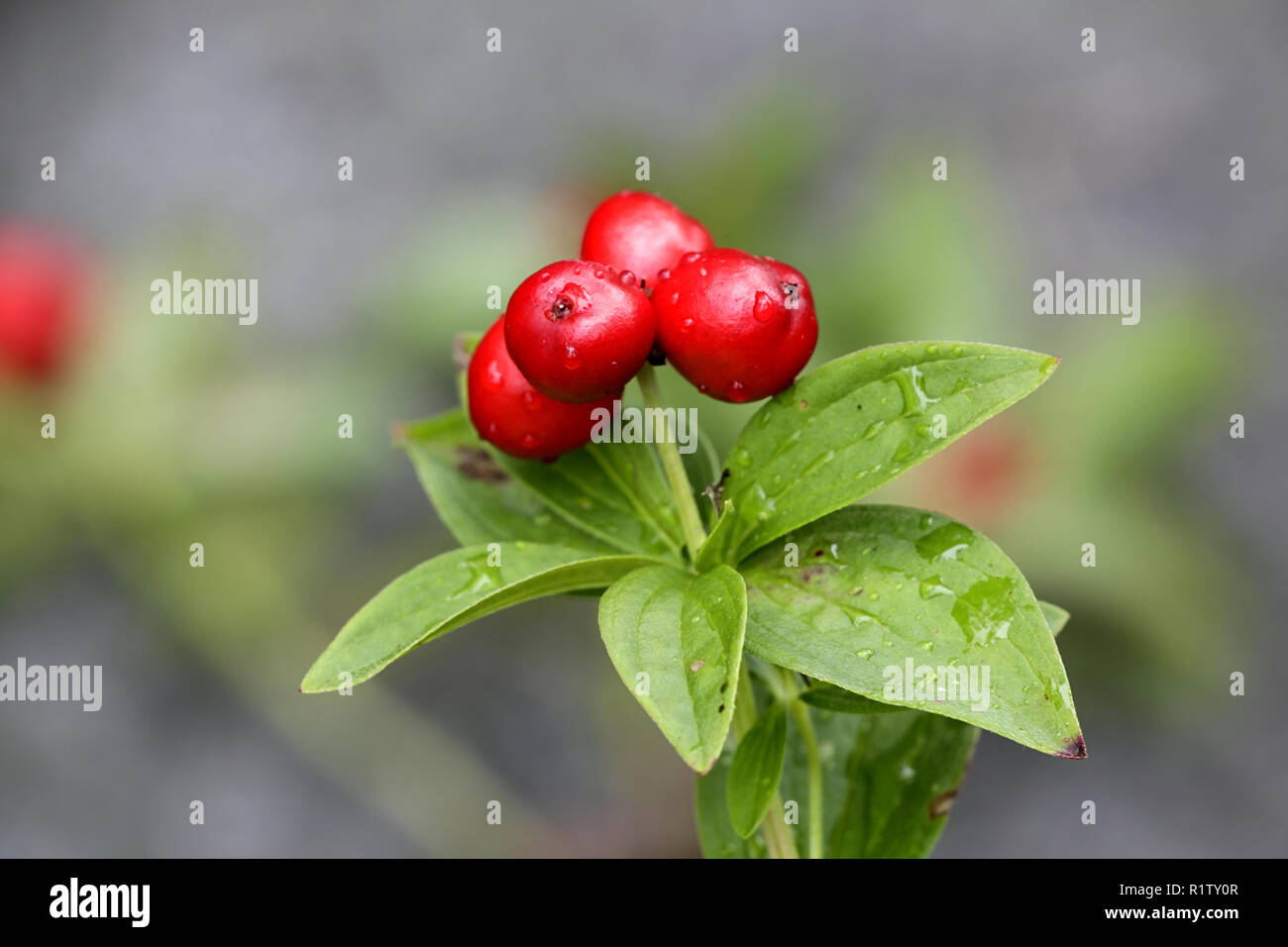 Cornus suecica, the dwarf cornel or bunchberry Stock Photo - Alamy