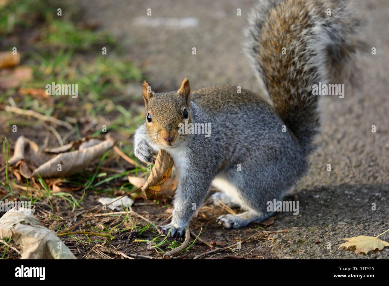 Portrait of a grey squirrel sitting on the ground Stock Photo - Alamy
