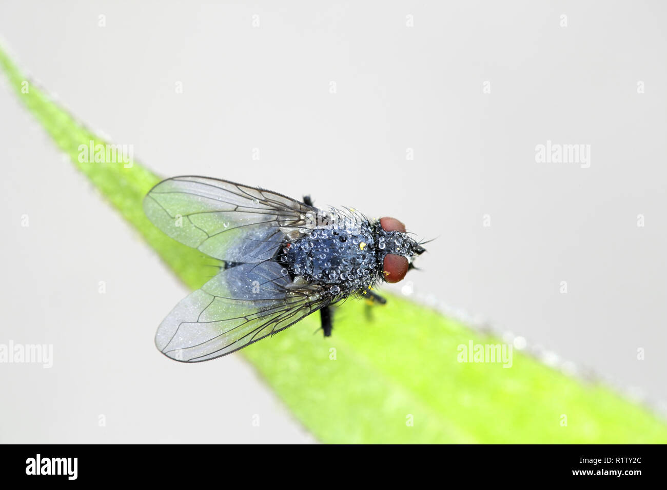 Blow fly, Calliphora sp Stock Photo - Alamy