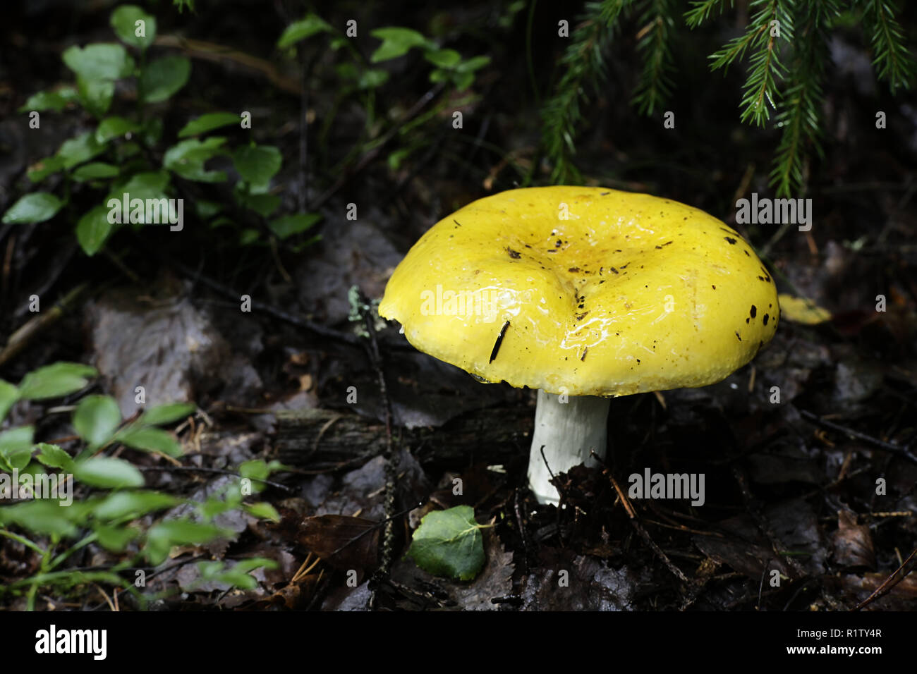 Yellow swamp brittlegill hi-res stock photography and images - Alamy