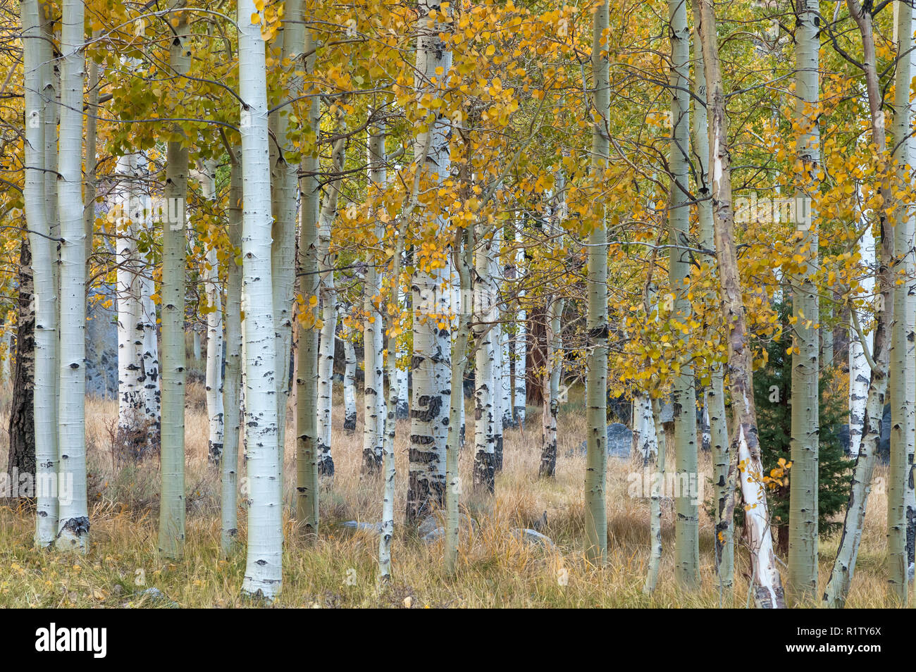 Aspen trees in fall foliage, Inyo National Forest, California, United ...
