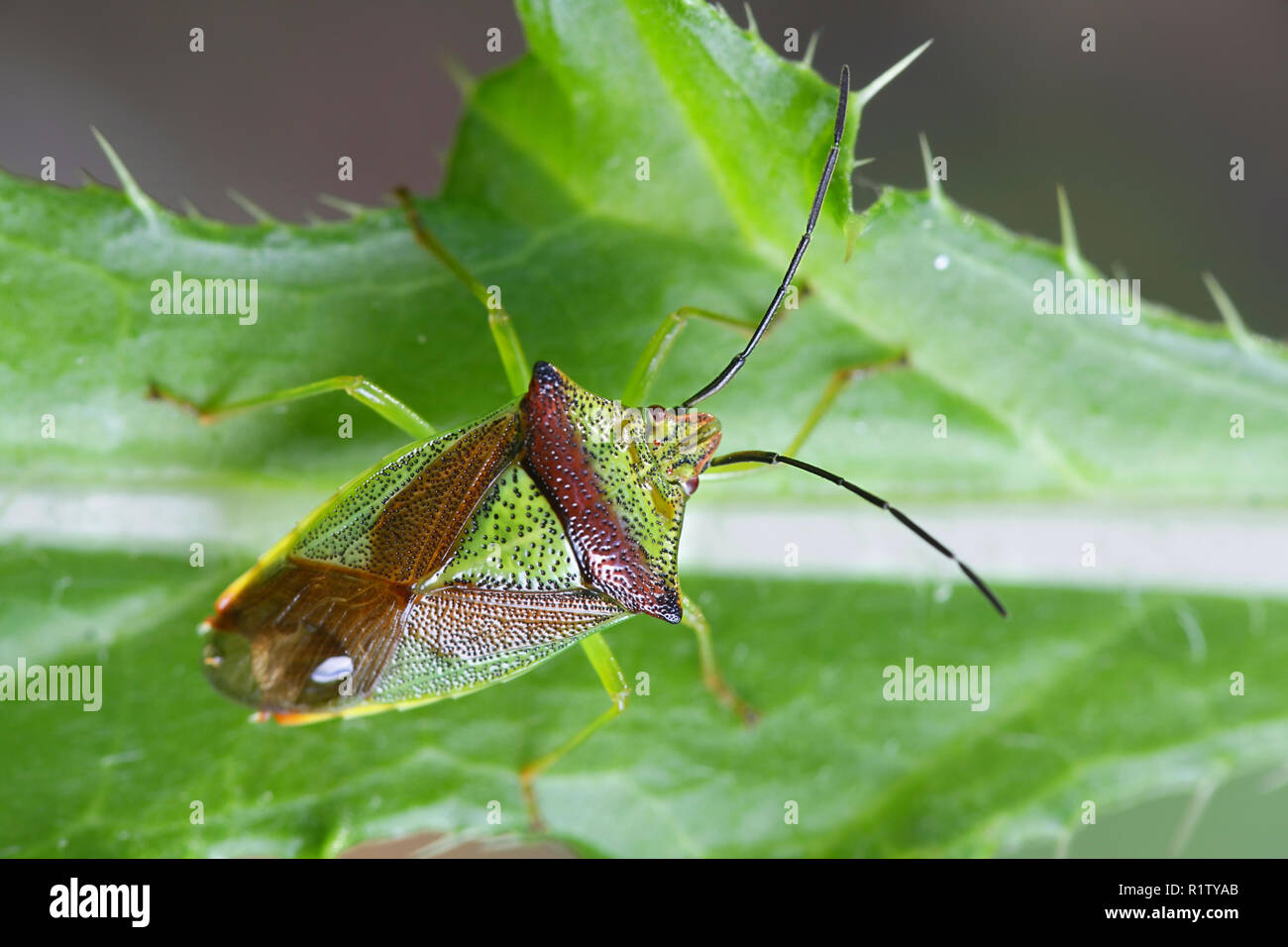 Hawthorn shield bug or shieldbug, Acanthosoma haemorrhoidale Stock ...