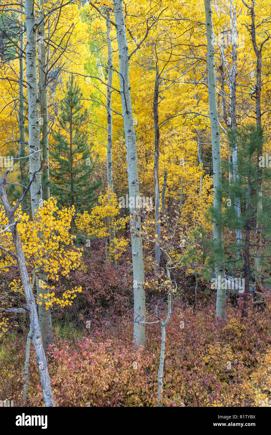 Aspen trees in fall foliage, Inyo National Forest, California, United ...