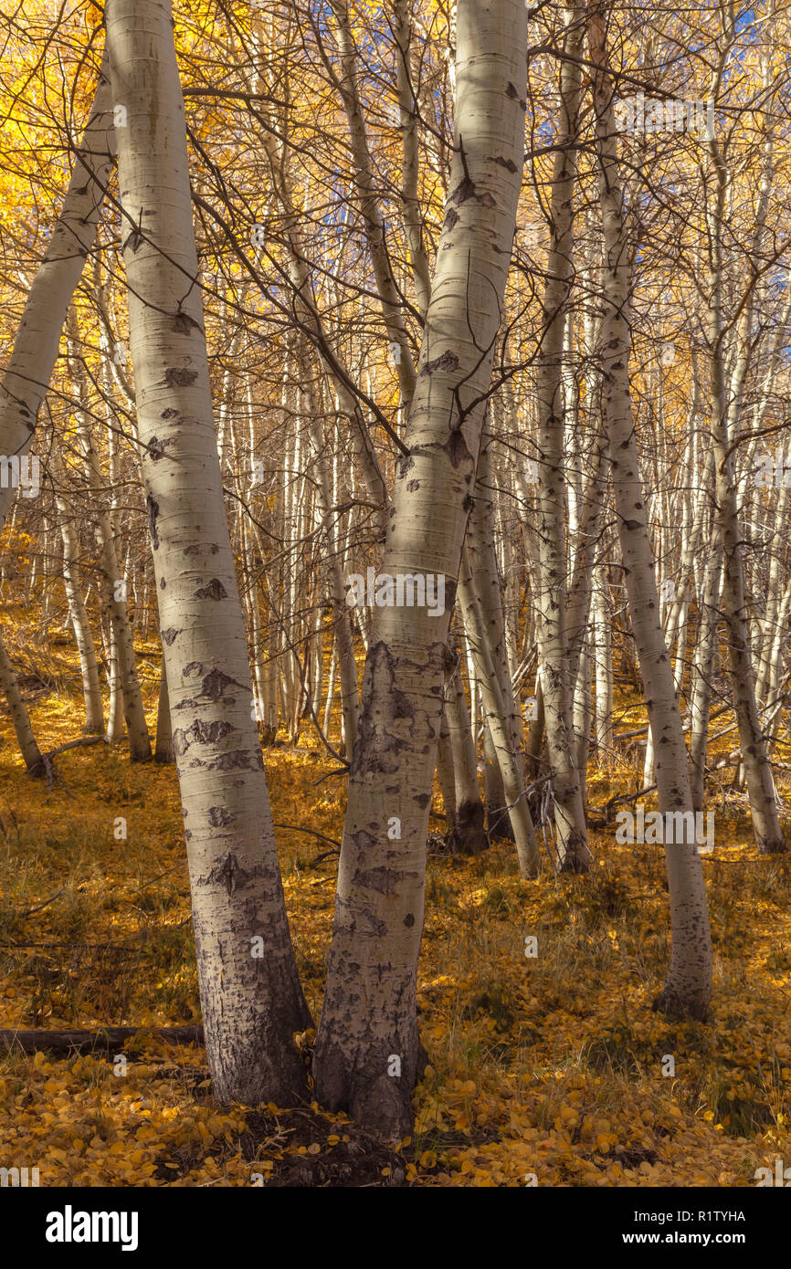 Aspen trees in fall foliage, Inyo National Forest, California, United ...