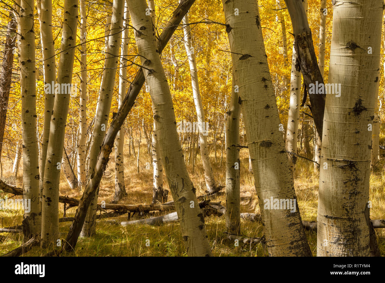 Aspen trees in fall foliage, Inyo National Forest, California, United ...