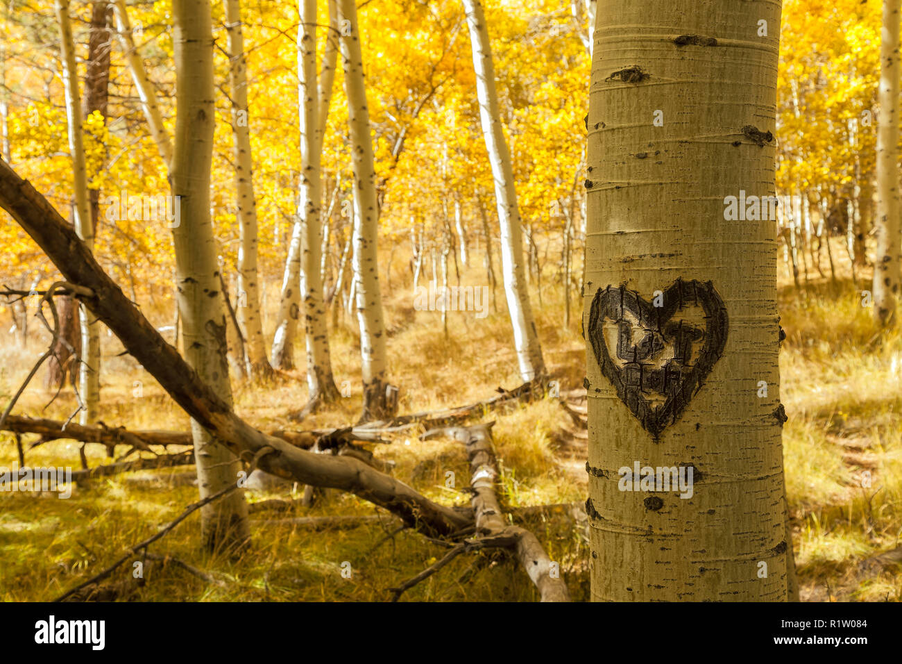 Aspen trees in fall foliage, Inyo National Forest, California, United ...