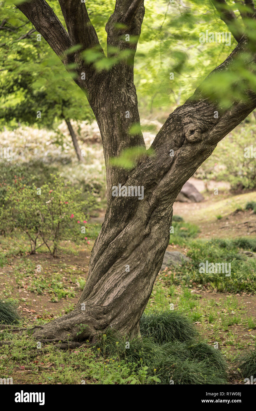 Y shaped tree hi-res stock photography and images - Alamy