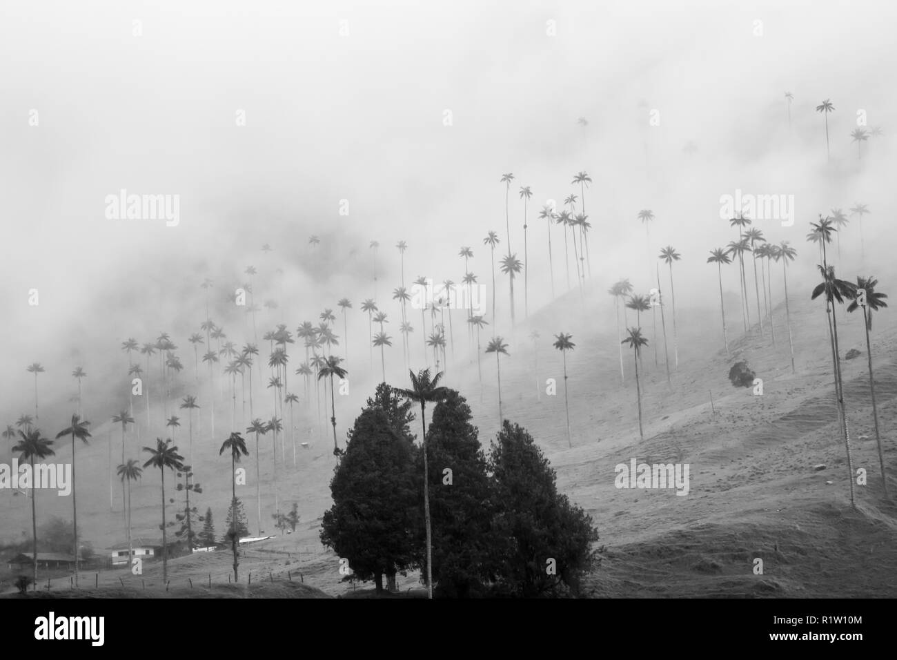 Mystical high palm trees in the dust close to salento Stock Photo - Alamy