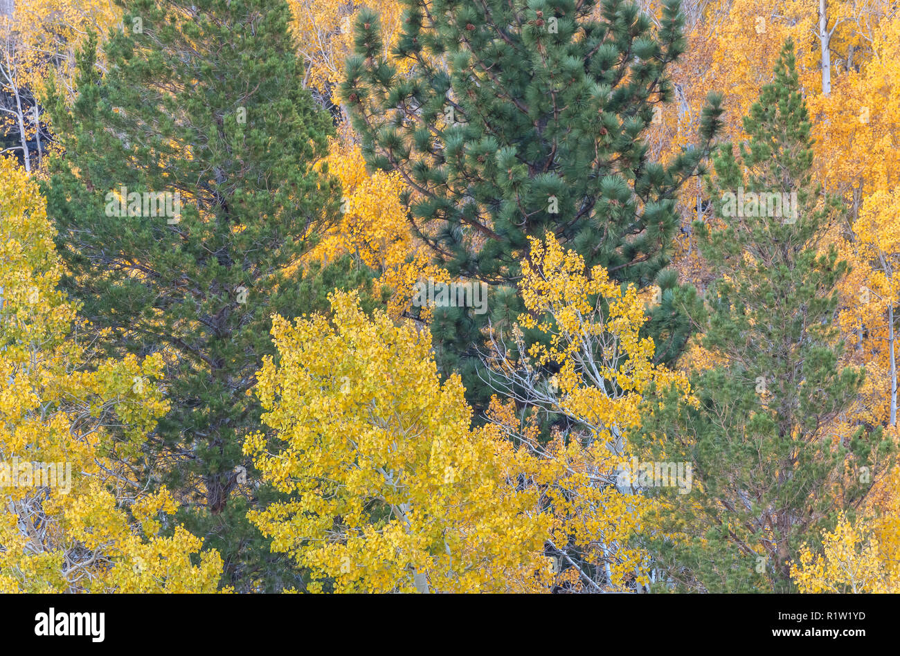 Aspen trees in fall foliage, Inyo National Forest, California, United ...
