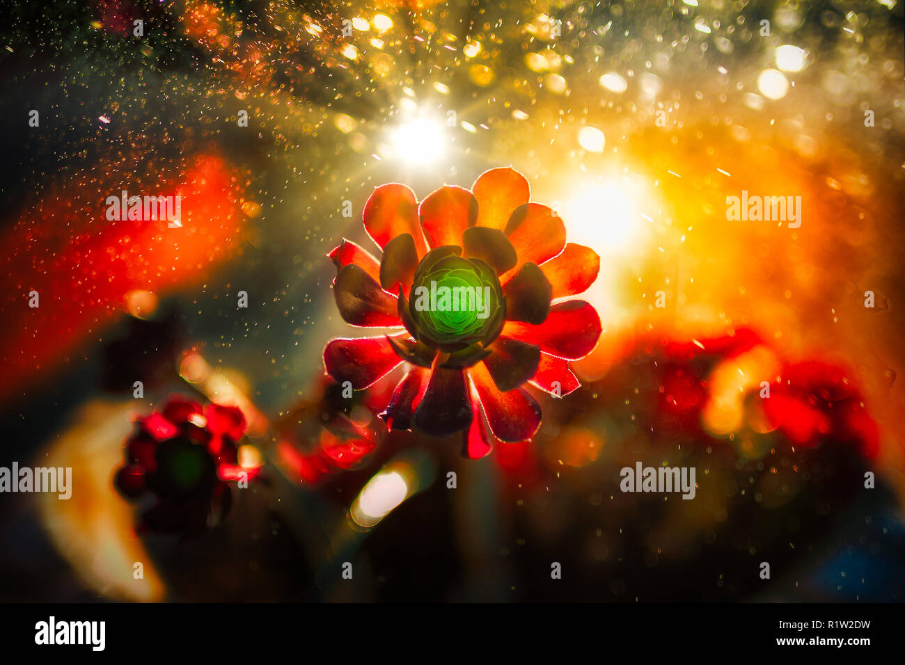 Cactus in rain hi-res stock photography and images - Alamy