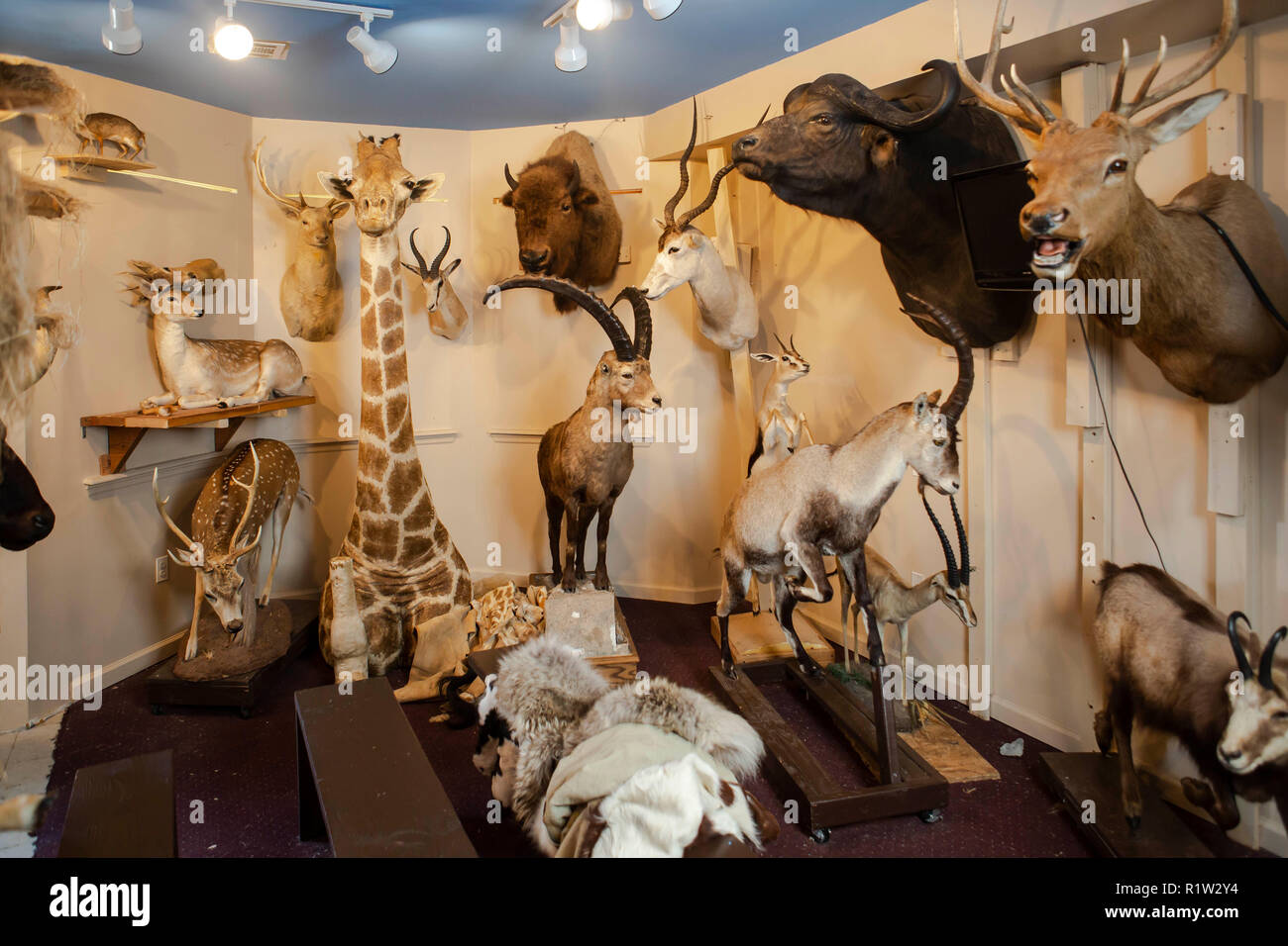 Taxidermied animals at a private museum Stock Photo - Alamy