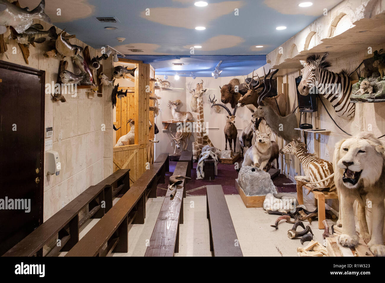 Taxidermied animals at a private museum Stock Photo - Alamy