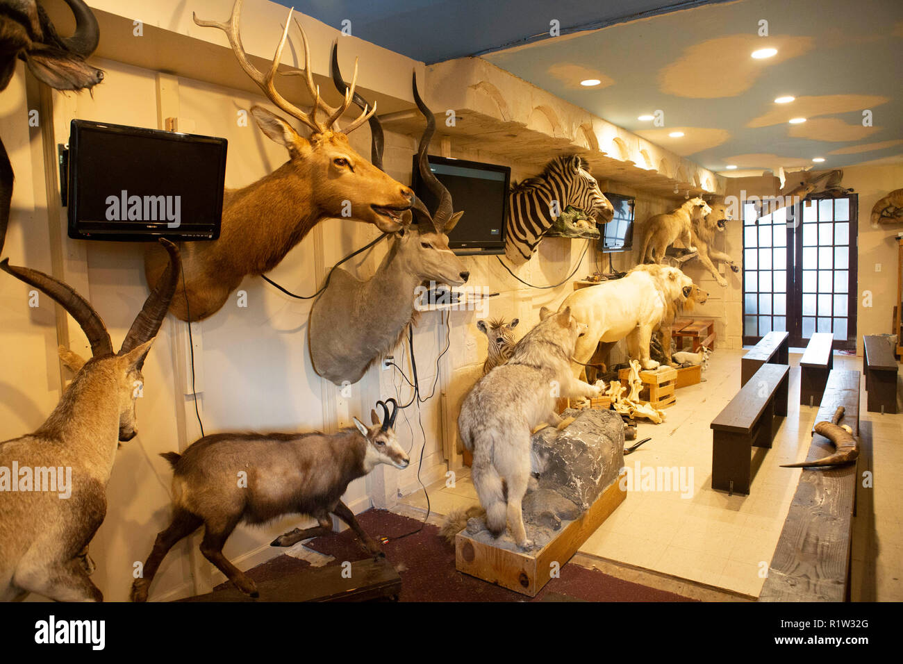 Taxidermied animals at a private museum Stock Photo - Alamy