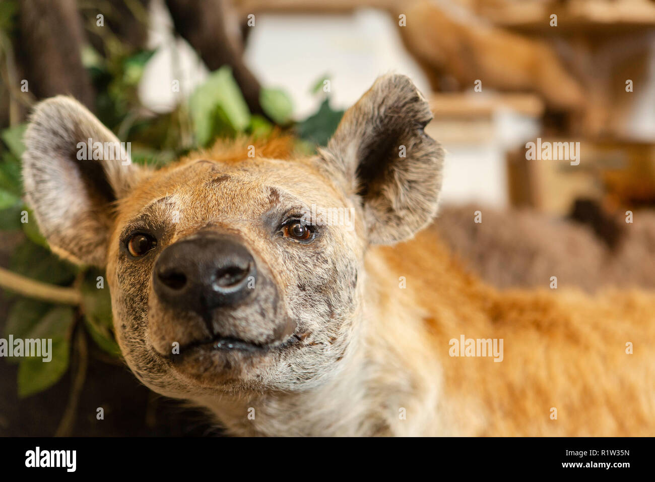 Taxidermied animals hi-res stock photography and images - Alamy