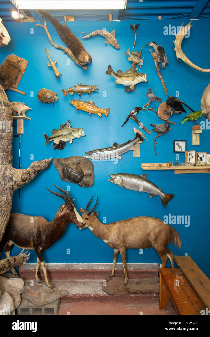 Taxidermied animals at a private museum Stock Photo - Alamy