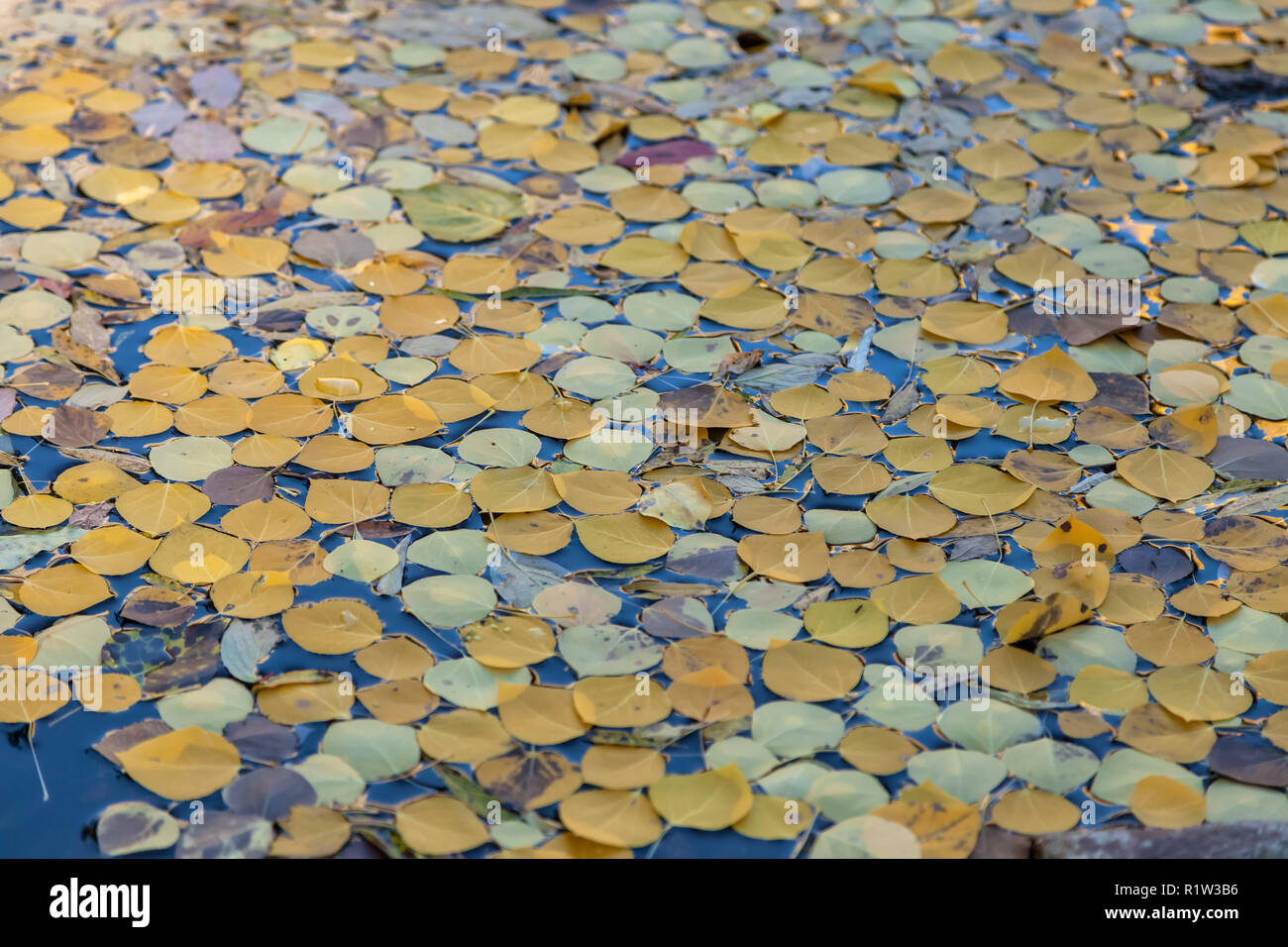 Fallen autumn aspen leaves float on the water surface, Inyo National ...