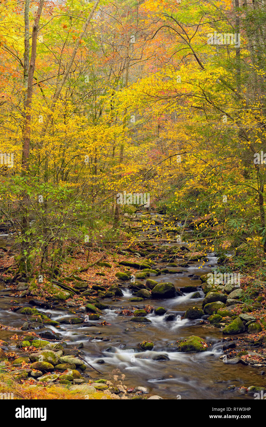 Autumn colour in the trees overhanging Laurel Creek, Great Smoky ...