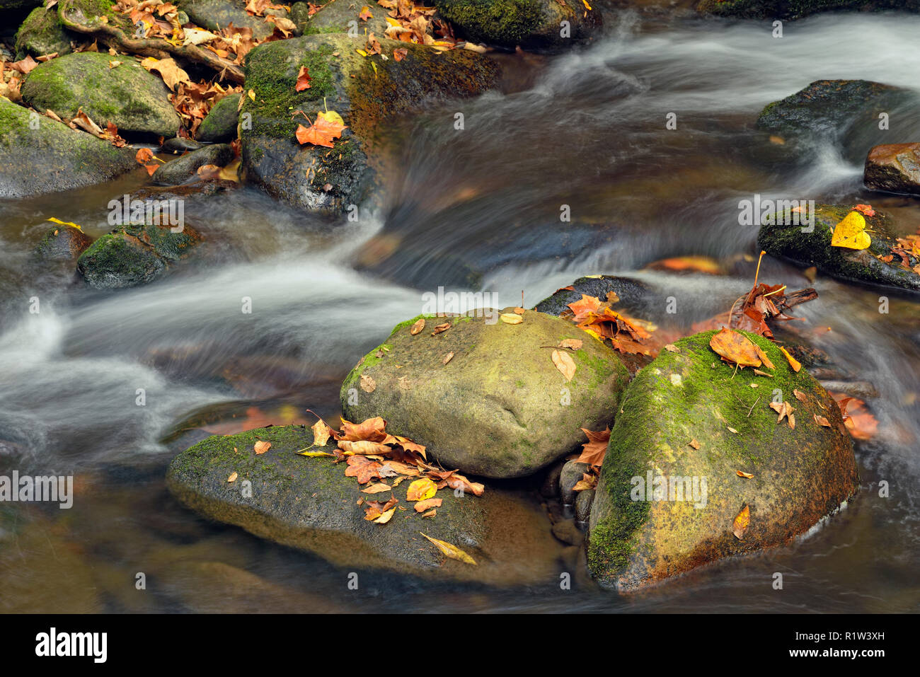 Autumn foliage and fallen leaves around Cosby Creek, Great Smoky ...