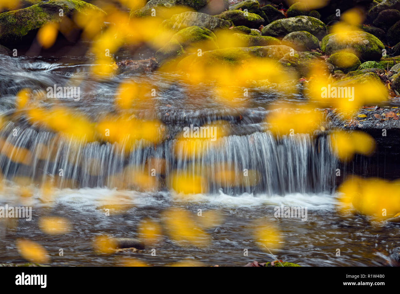 Autumn colour in the trees overhanging a waterfall in Laurel Creek ...