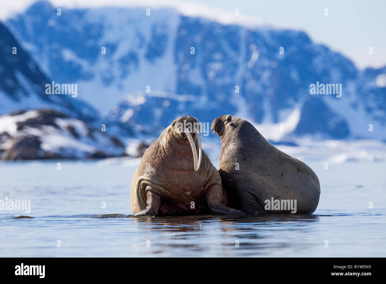 A mother and calf walrus haul out on rocks off the coast of Svalbard ...