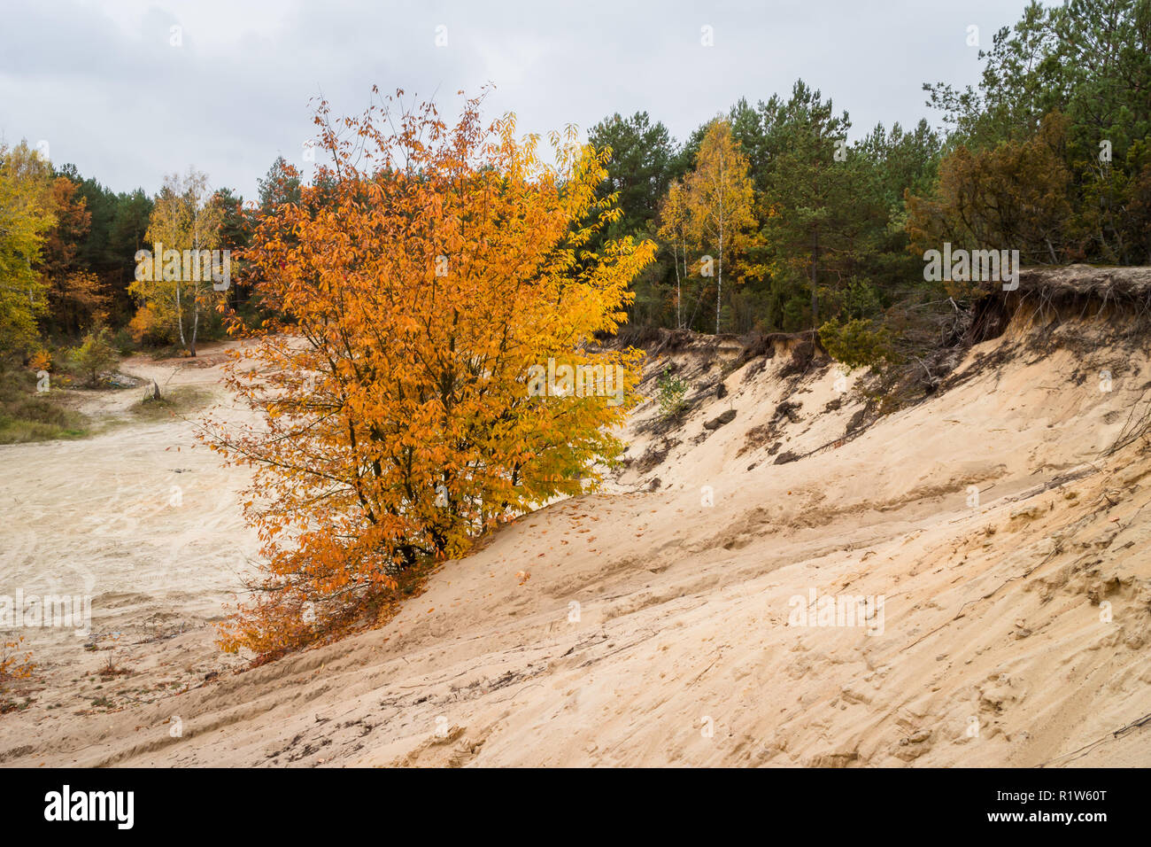Dune in the forest with one autumnal tree on dune Stock Photo - Alamy