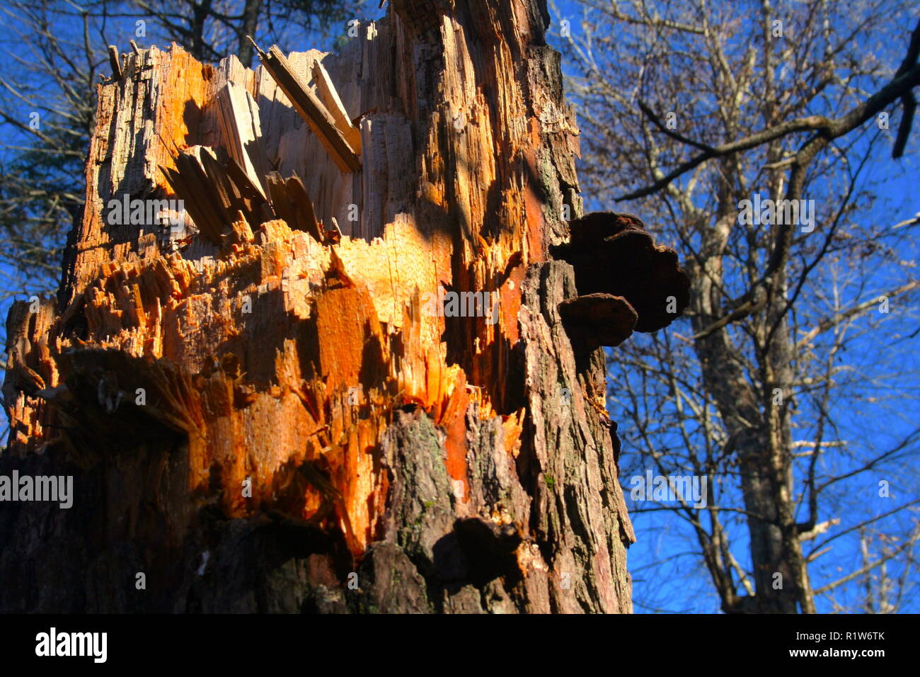 Dead Hemlock Tree with Hemlock Varnish Shelf Mushrooms Stock Photo - Alamy