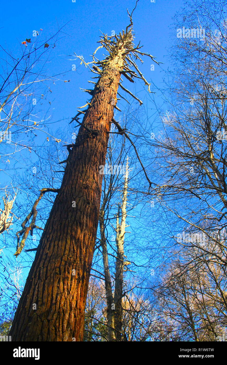 Woolly adelgid hi-res stock photography and images - Alamy