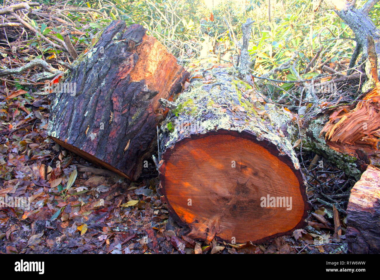 Cut Up Dead Hemlock Tree Stock Photo - Alamy