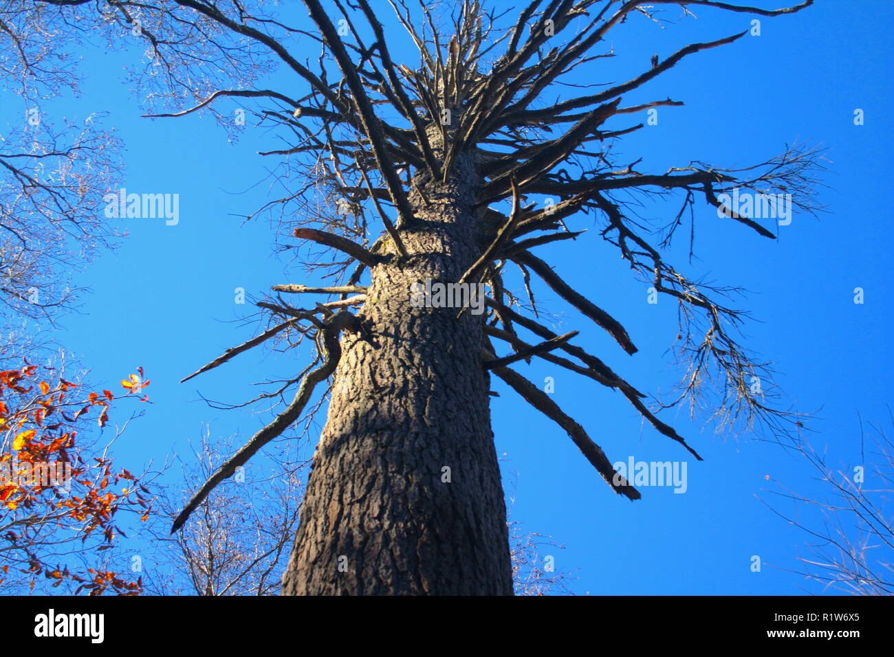 Dead Hemlock Tree Stock Photo - Alamy