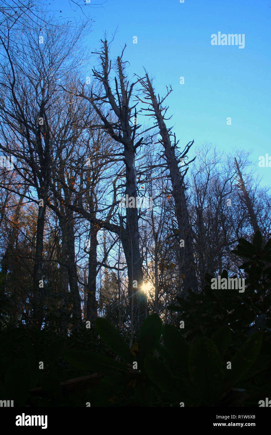 Dead Hemlock Tree Stock Photo - Alamy