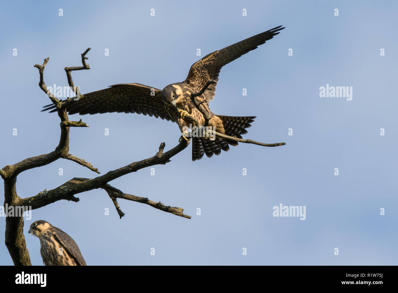 Northern Hobby (Falco subbuteo). Russia, Moscow Stock Photo - Alamy