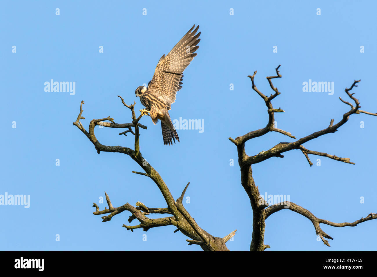 Northern Hobby (Falco subbuteo). Russia, Moscow Stock Photo - Alamy