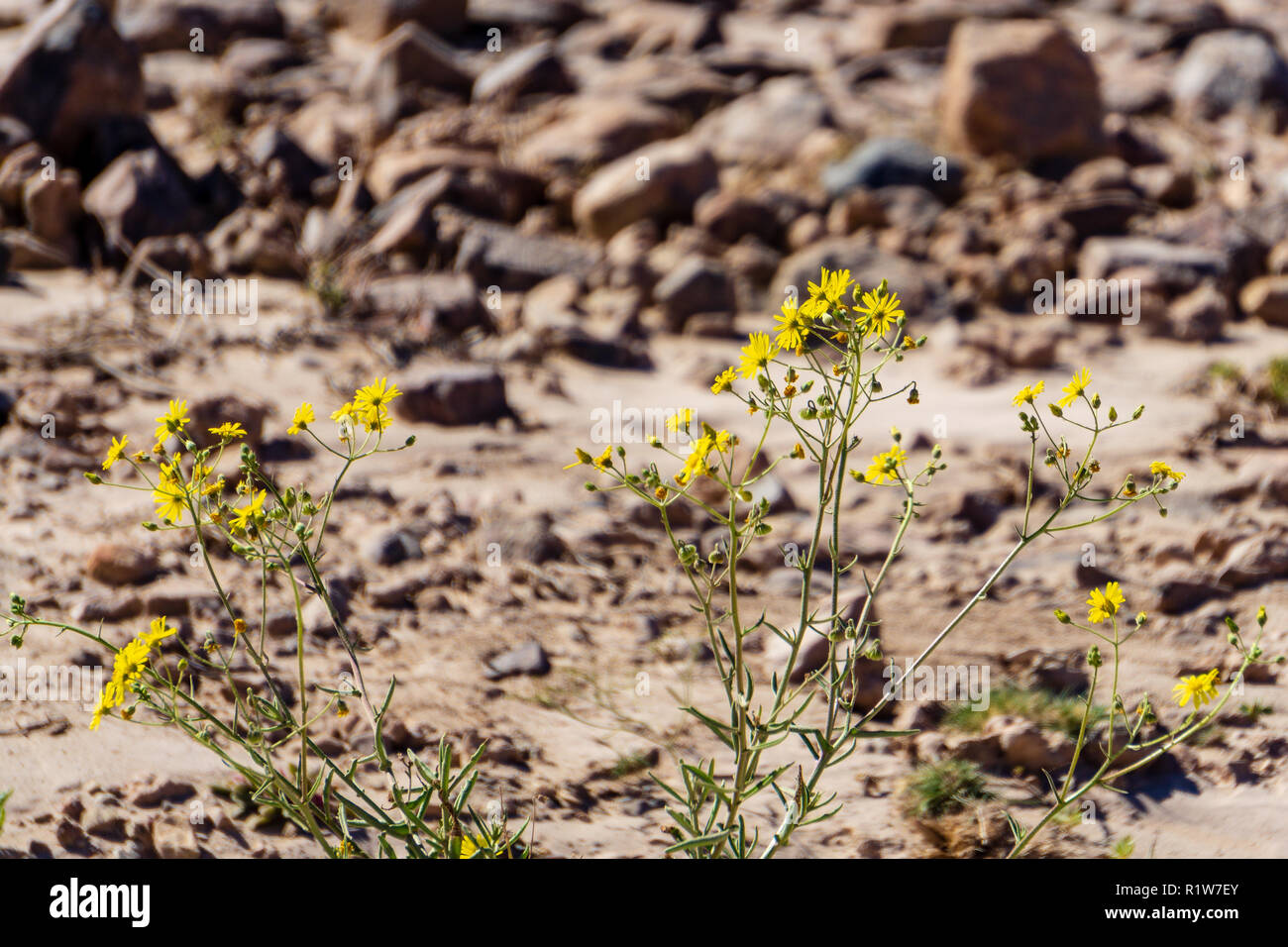 desert rocks sand yellow flowers africa namibia Stock Photo - Alamy