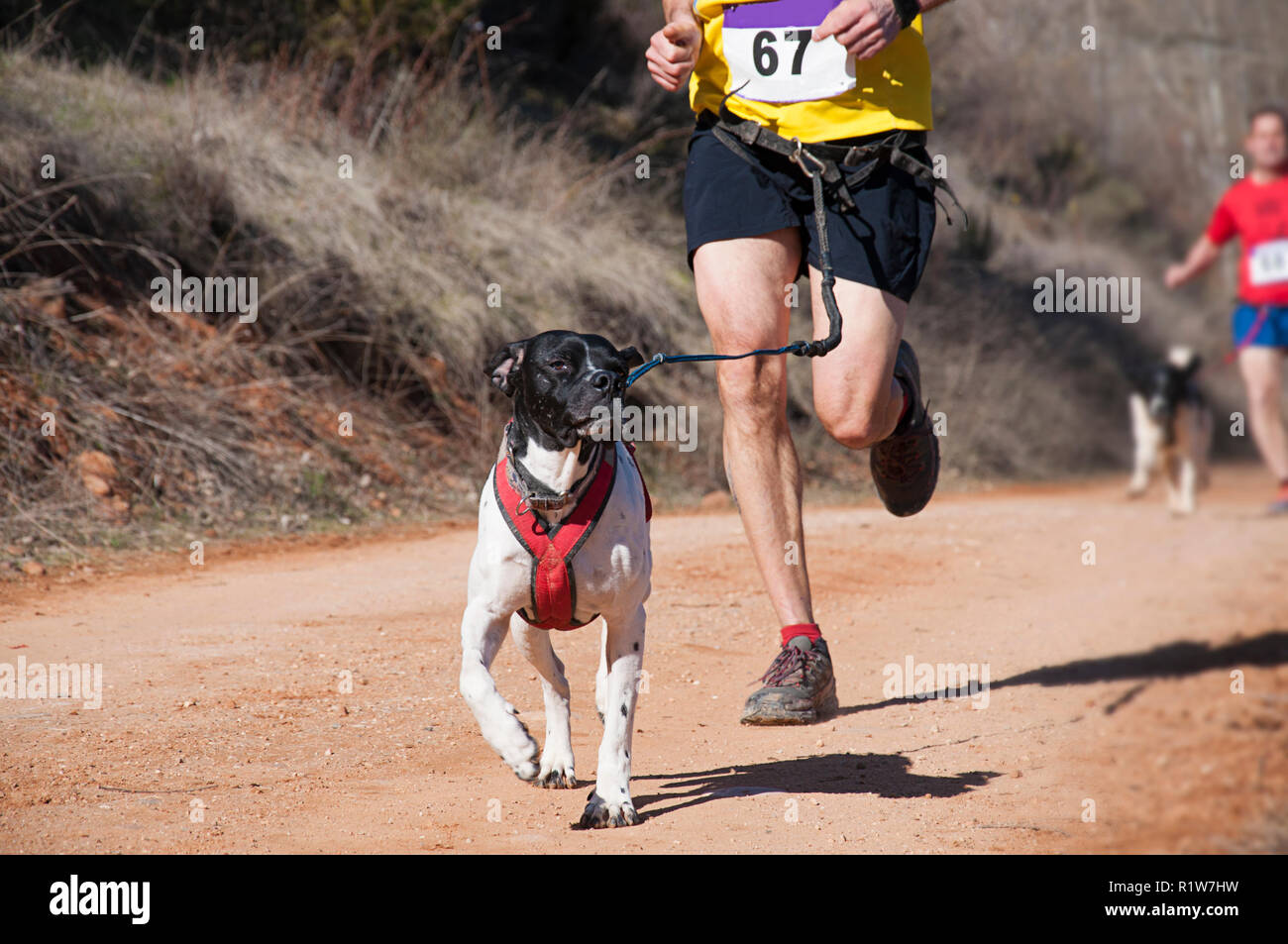 Dog and man taking part in a popular canicross race Stock Photo - Alamy