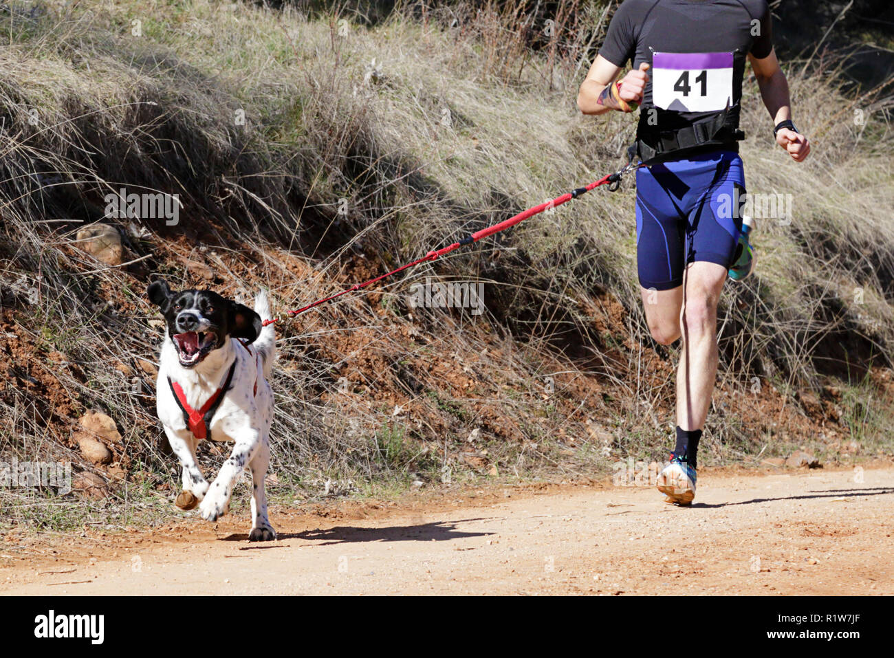 Dog and man taking part in a popular canicross race Stock Photo - Alamy