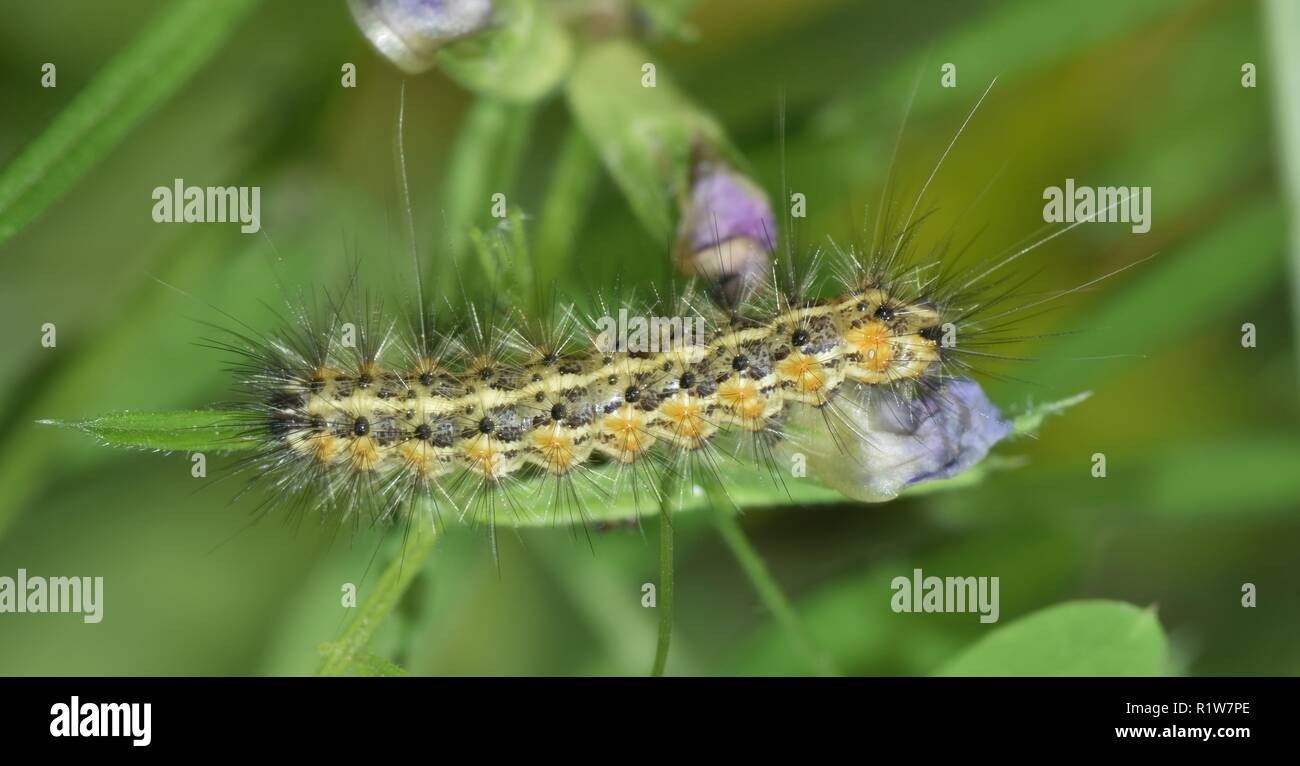 A small furry caterpillar feeding on a patch of Vetch during a warm ...