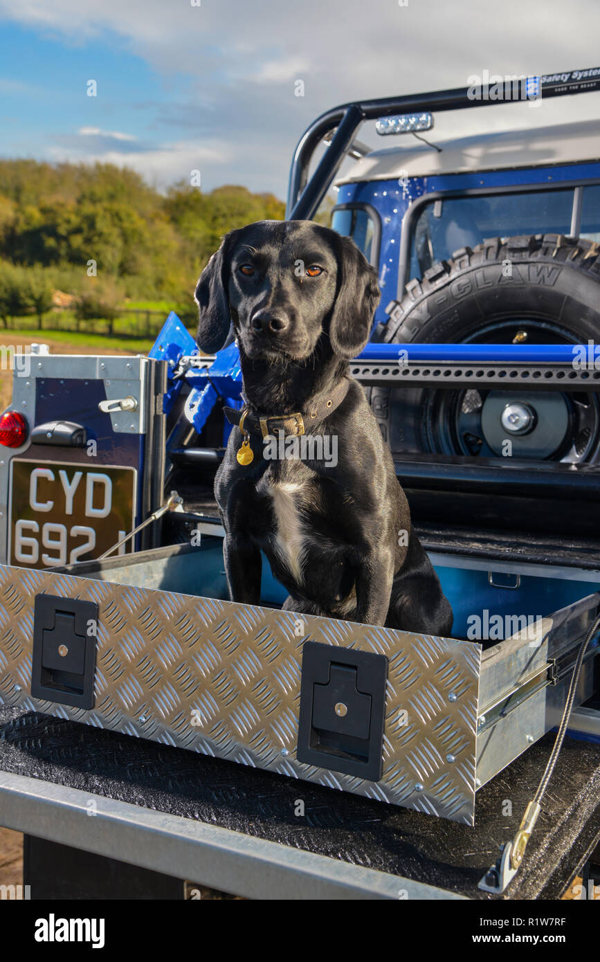 Dog land rover hi-res stock photography and images - Alamy