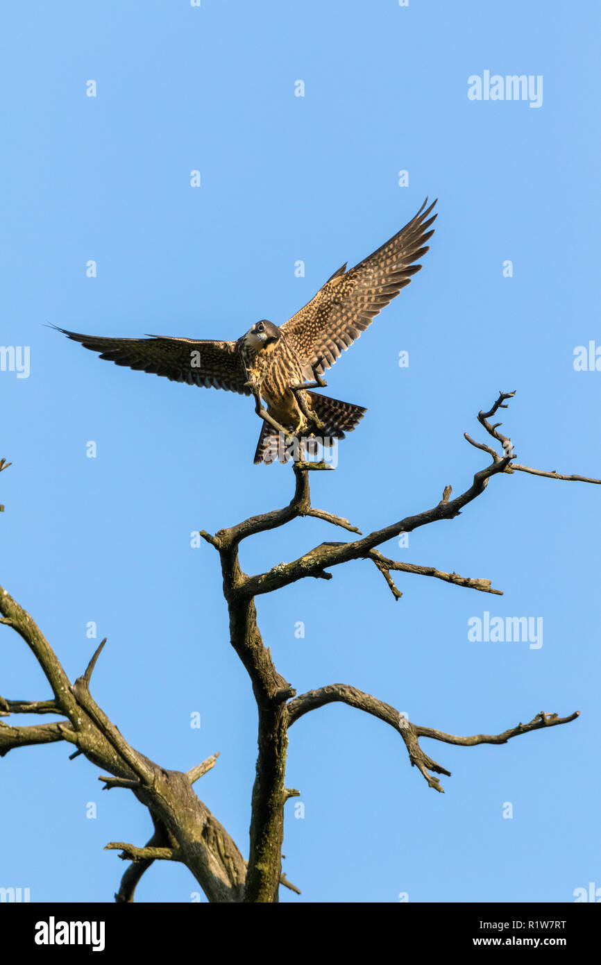Northern Hobby (Falco subbuteo). Russia, Moscow Stock Photo - Alamy