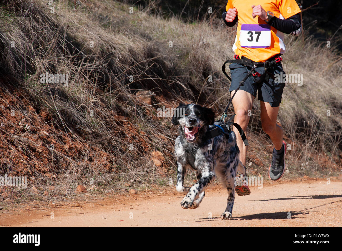 Dog and man taking part in a popular canicross race Stock Photo - Alamy