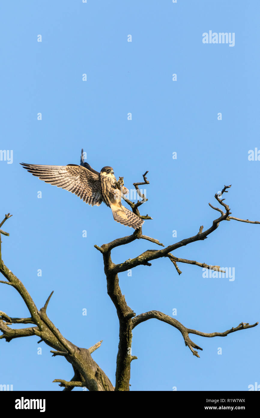 Northern Hobby (Falco subbuteo). Russia, Moscow Stock Photo - Alamy